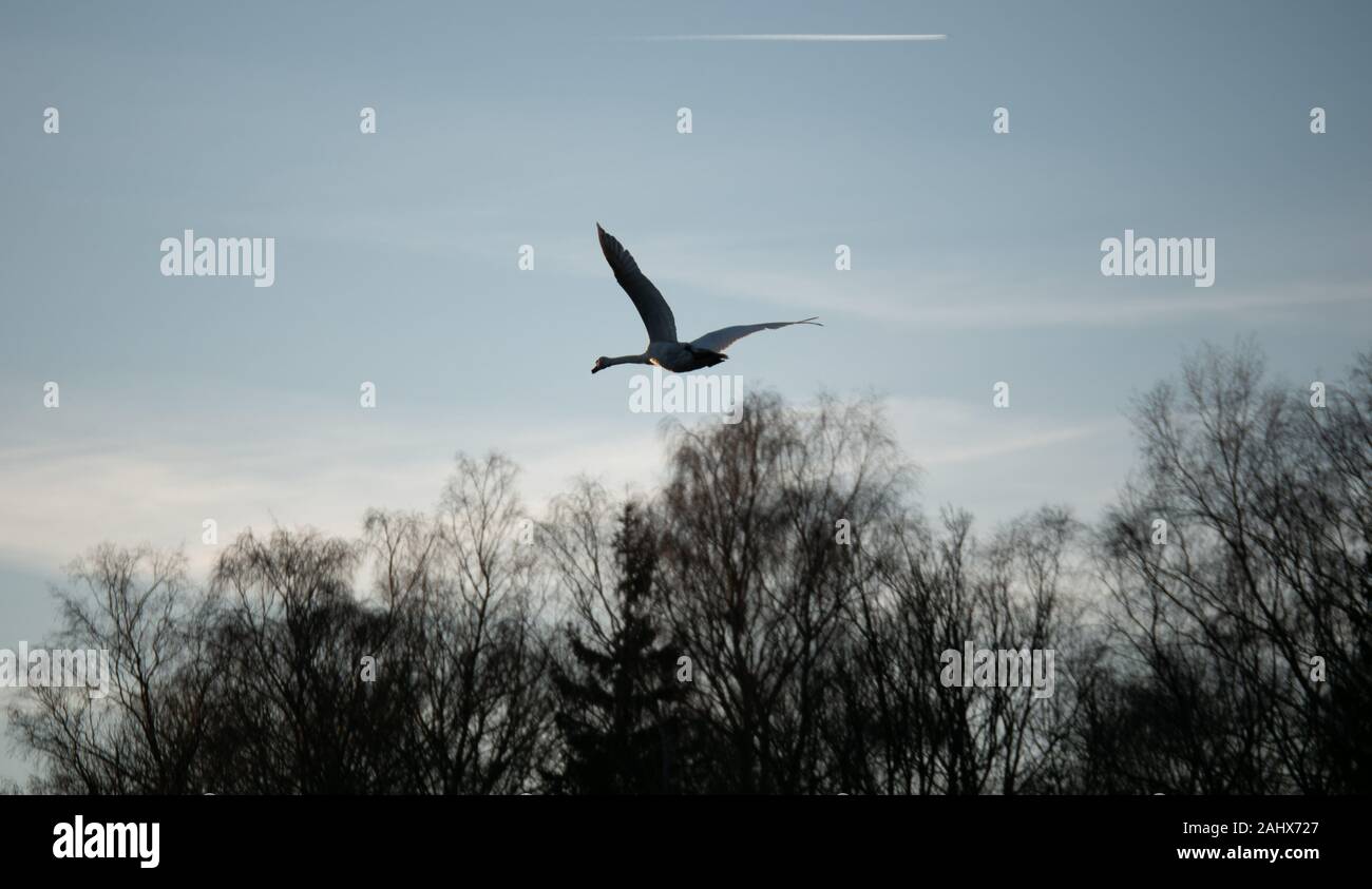 Image of swans in flight hi-res stock photography and images - Alamy