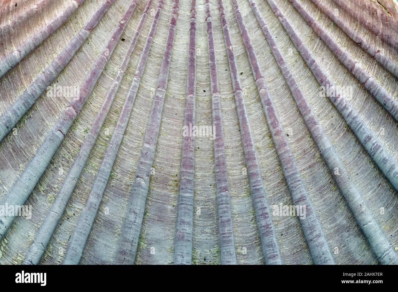 Detail of the surface of a seashell Stock Photo - Alamy