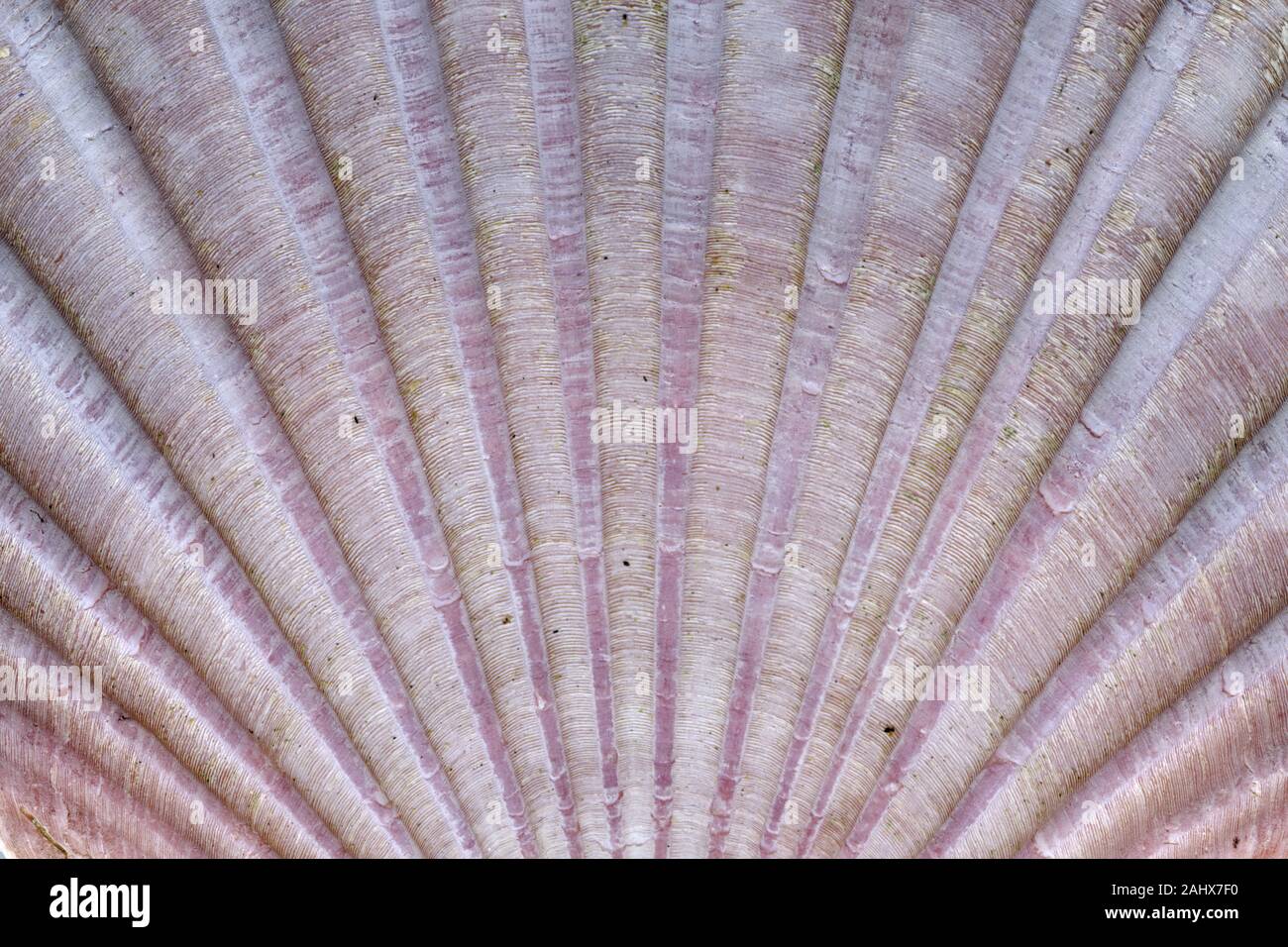 Detail of the surface of a seashell Stock Photo - Alamy