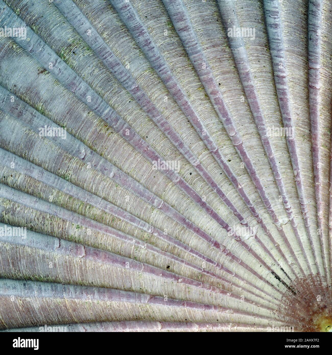 Surface textured forms hi-res stock photography and images - Alamy