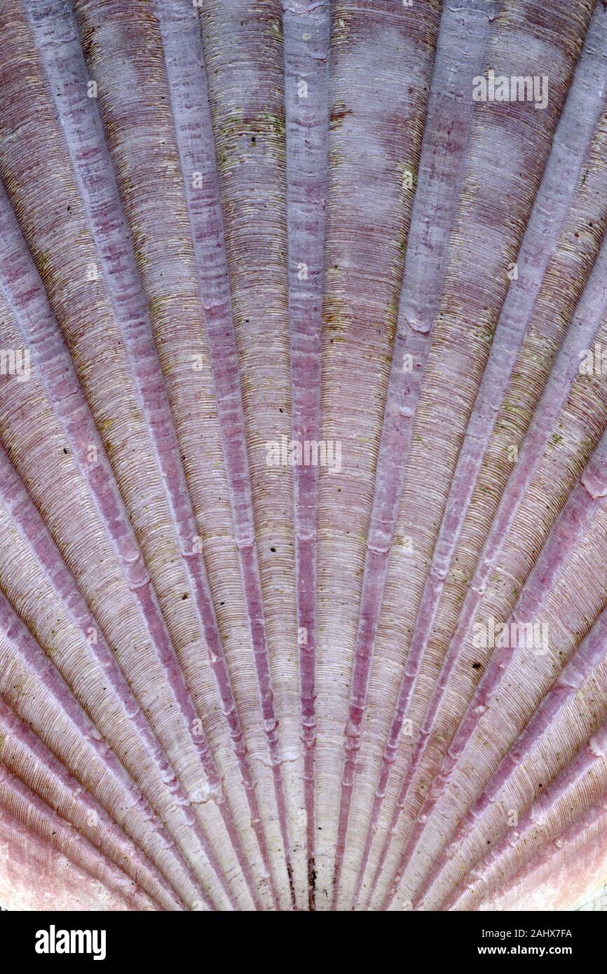 Seashell ridges hi-res stock photography and images - Alamy