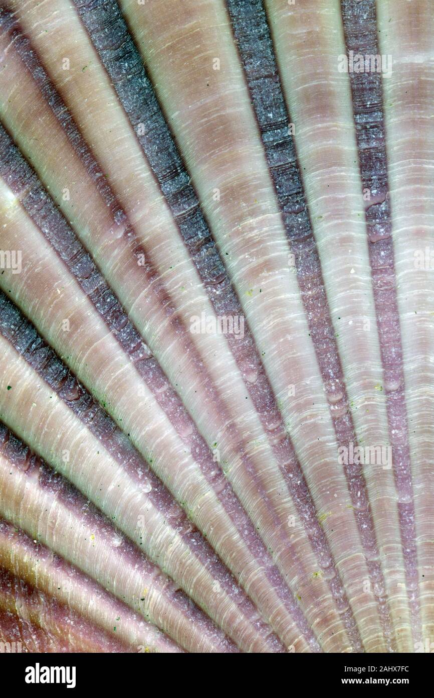Detail of the surface of a seashell Stock Photo - Alamy