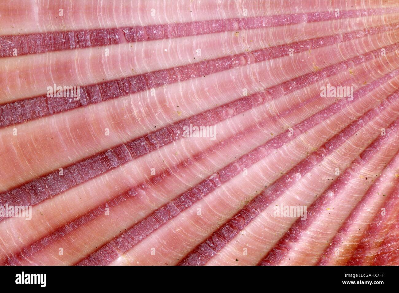 Surface textured forms hi-res stock photography and images - Alamy