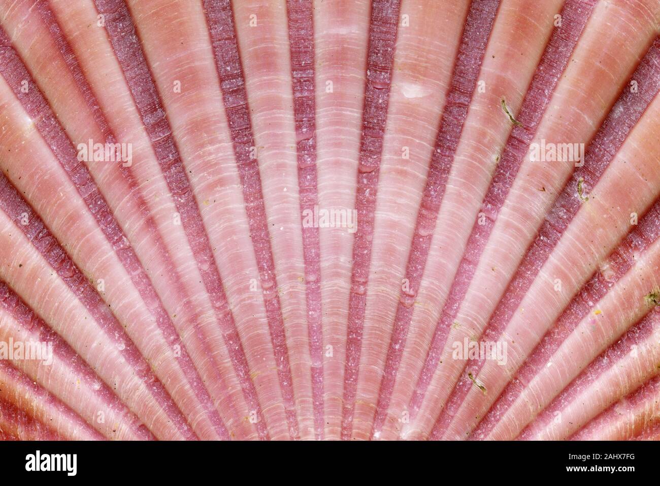 Detail of the surface of a seashell Stock Photo - Alamy