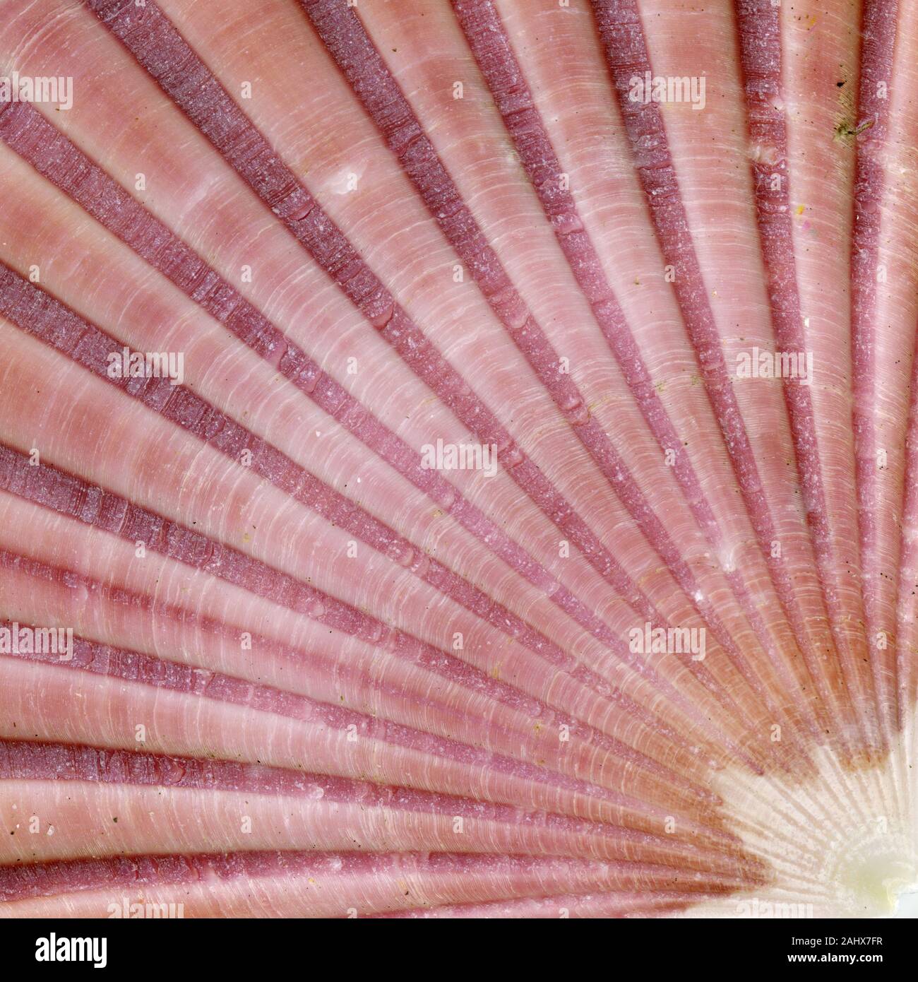 Detail of the surface of a seashell Stock Photo - Alamy