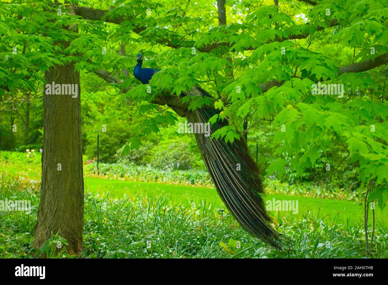 Peacock in tree hi-res stock photography and images - Alamy