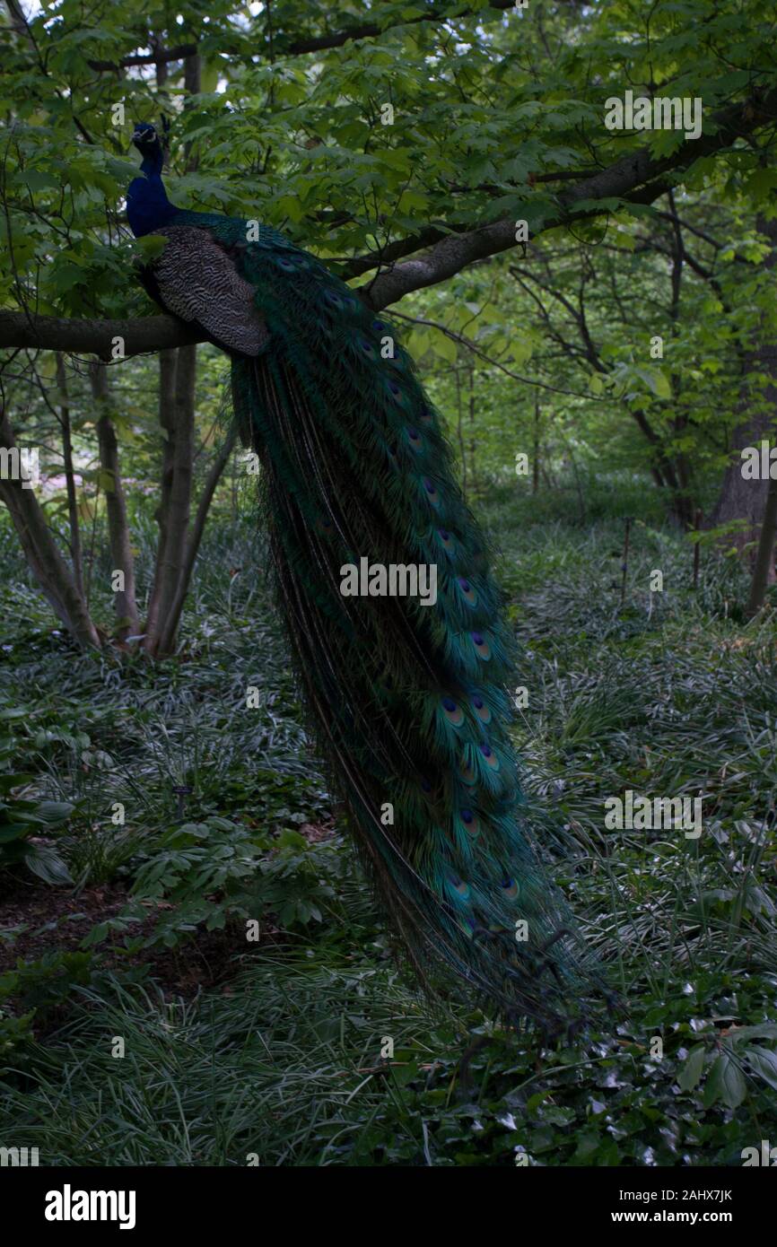 Peacock in tree hi-res stock photography and images - Alamy
