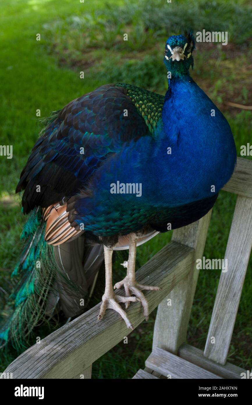 Peacock on Bench Stock Photo - Alamy