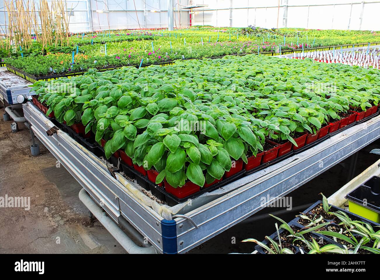 Young basil plants growing on a greenhouse table Stock Photo - Alamy