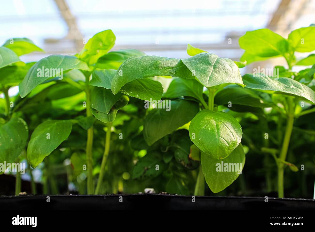Basil in containers hi-res stock photography and images - Alamy