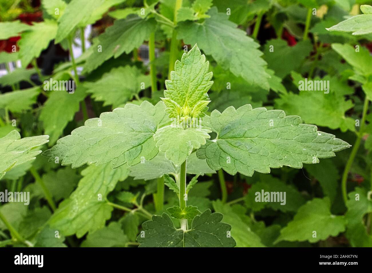 Young catnip plant hi-res stock photography and images - Alamy