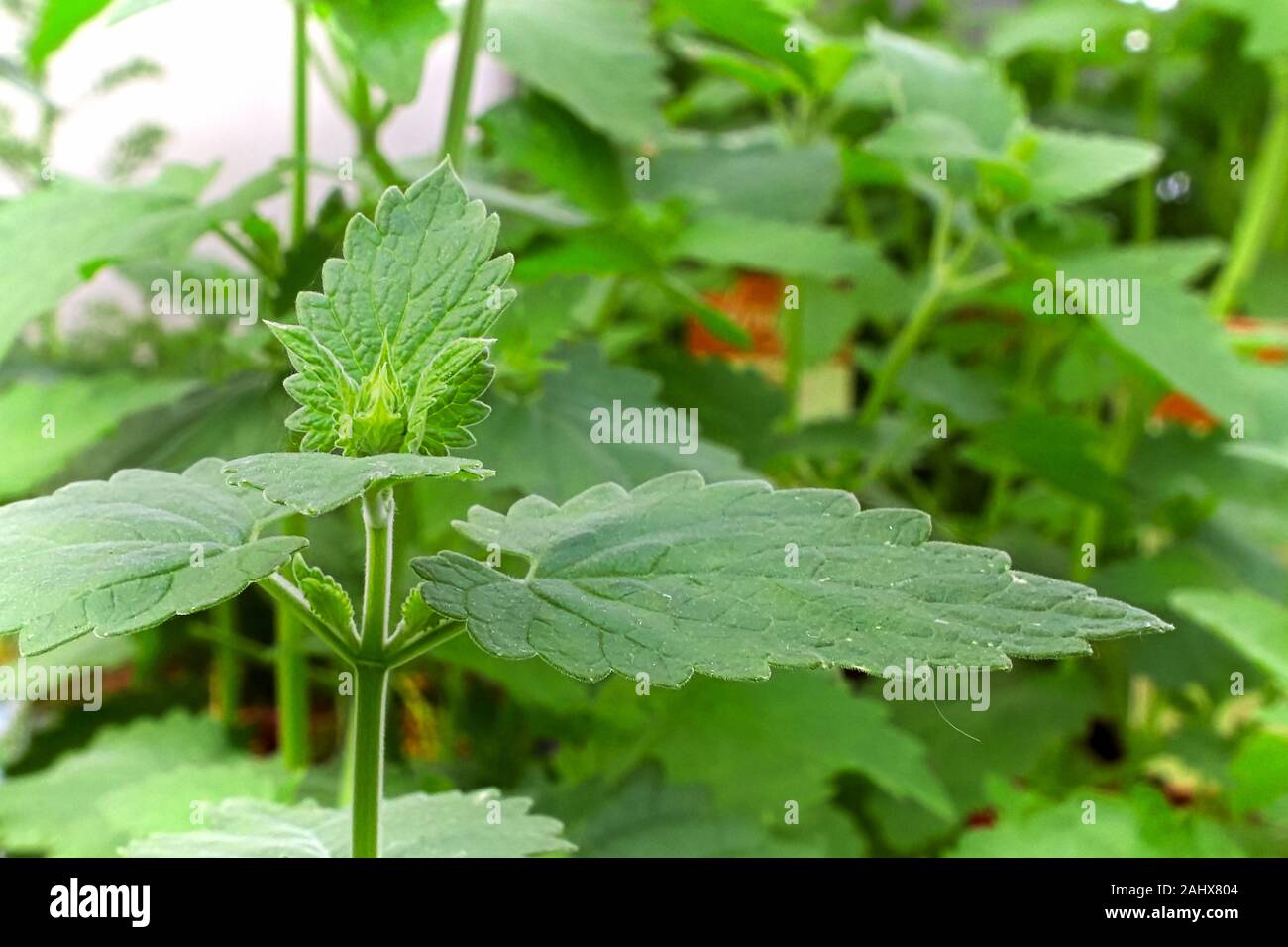 Young catnip plant hi-res stock photography and images - Alamy