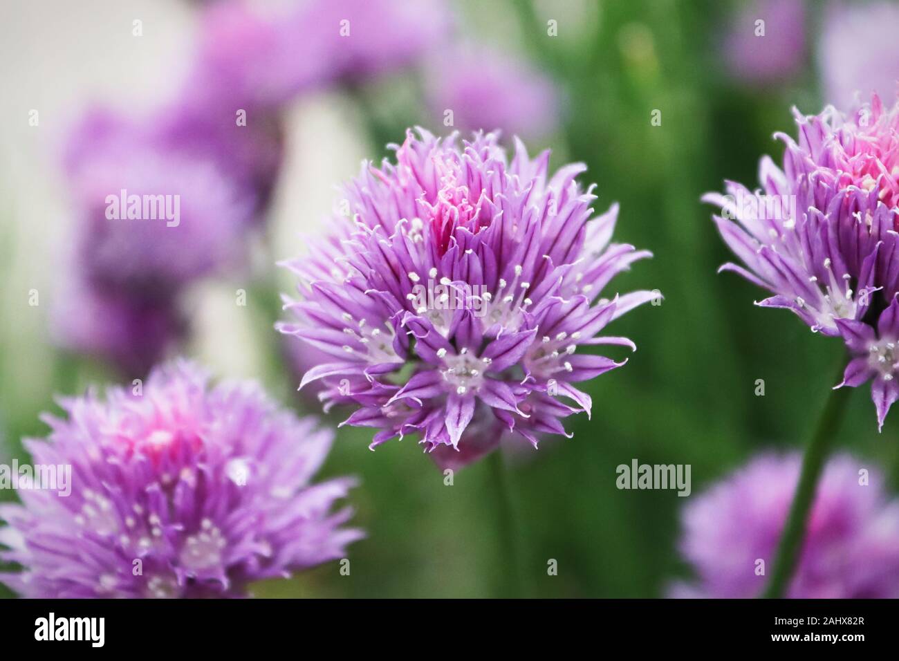 Chive blossoms hi-res stock photography and images - Alamy