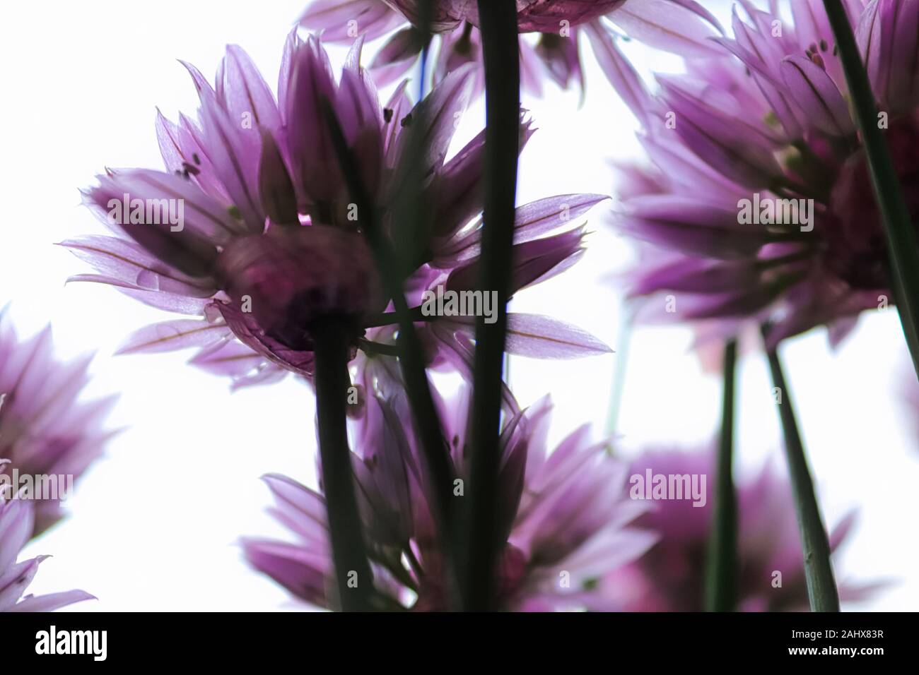 Silhouette of translucent chive flowers looking upwards through the ...