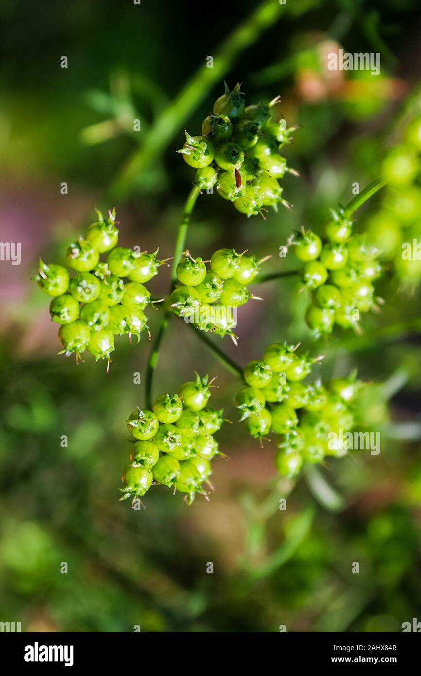 Vertical photo of coriander seeds pods in the garden Stock Photo - Alamy