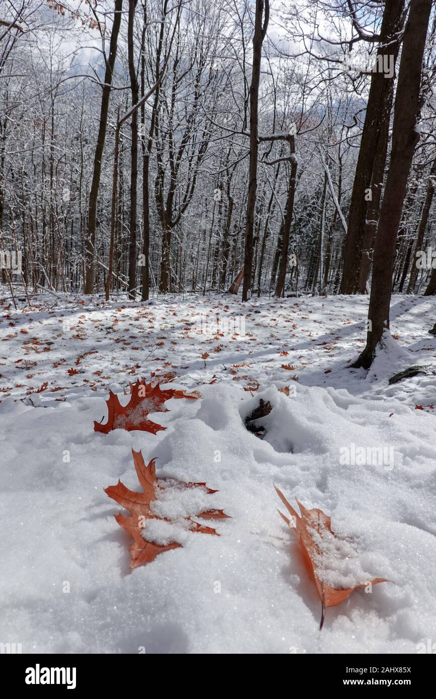 Snow and oak leaves hi-res stock photography and images - Alamy