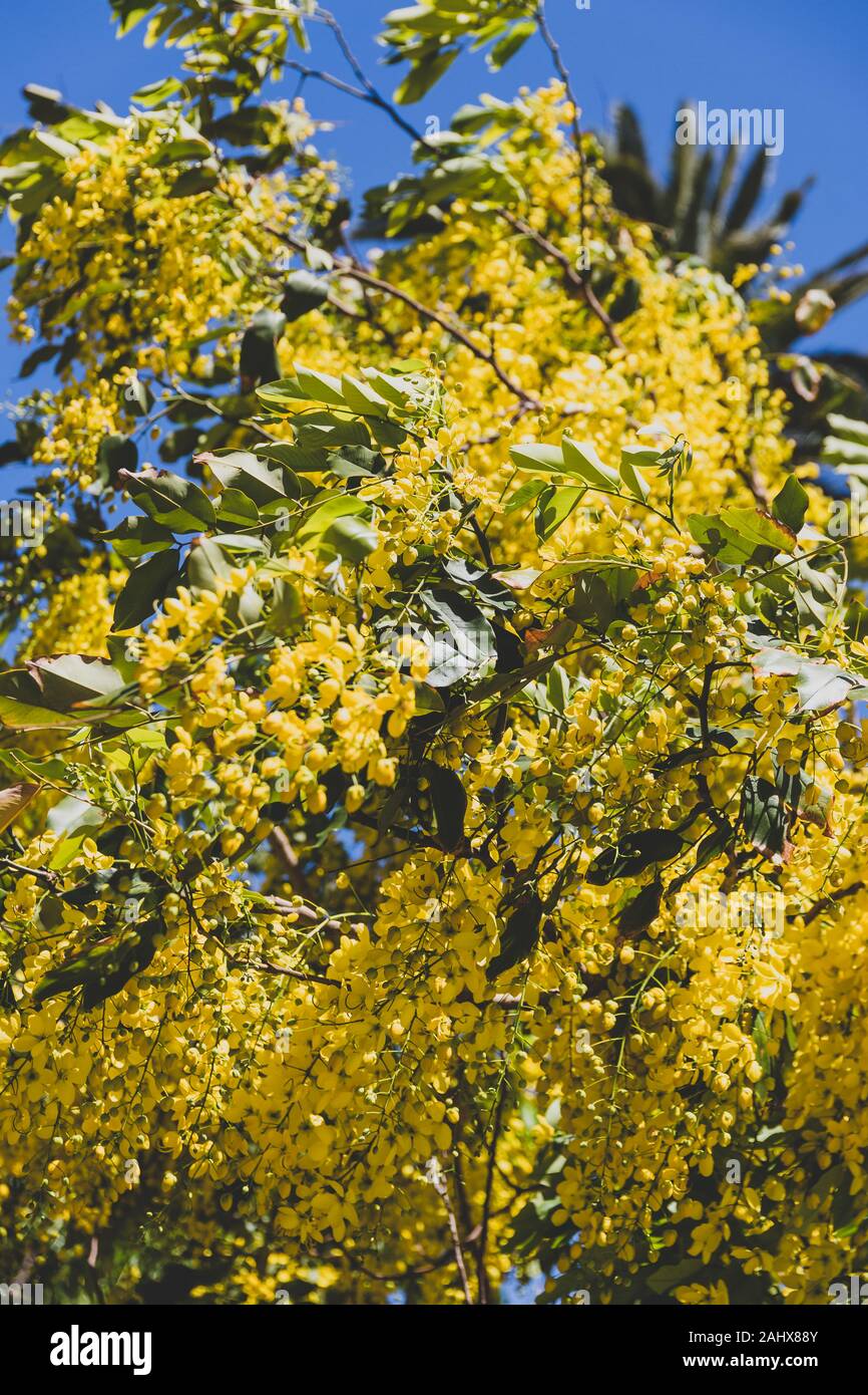 cassia fistula golden shower tree with plenty of flowers shot on a ...