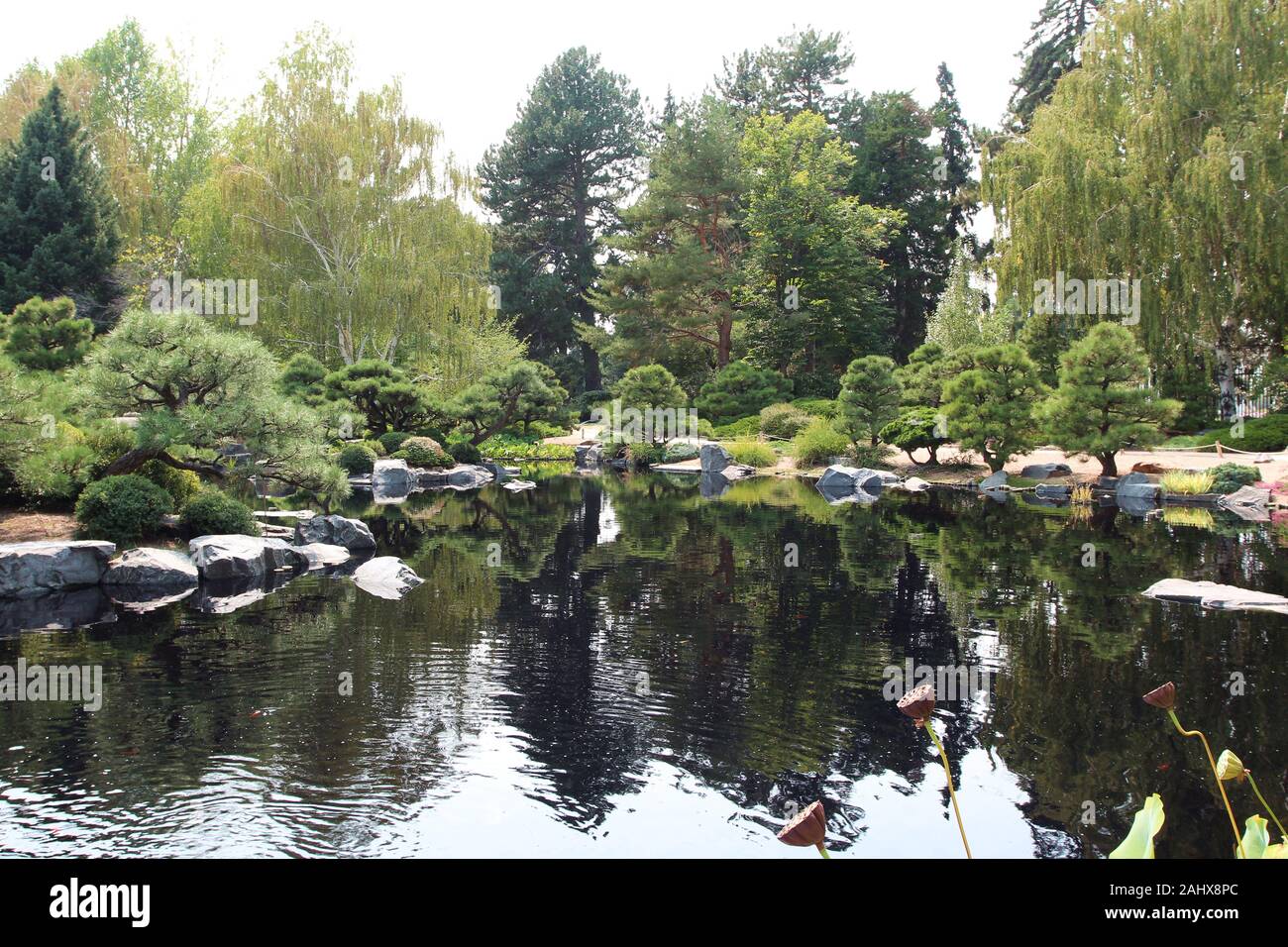 A Japanese Garden with manicured evergreen trees and bushes, a Cutleaf ...