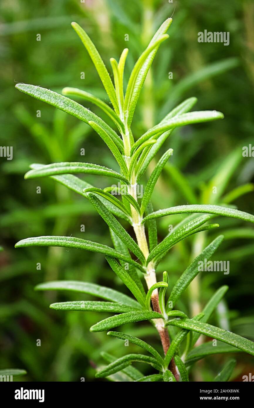 Rosemary stalk hi-res stock photography and images - Alamy