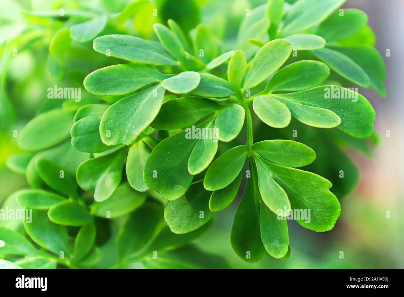 Macro view of rue herb leaves bunched together Stock Photo - Alamy