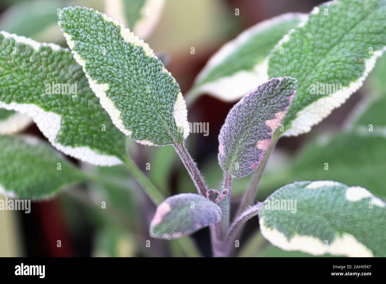 Sage center hi-res stock photography and images - Alamy