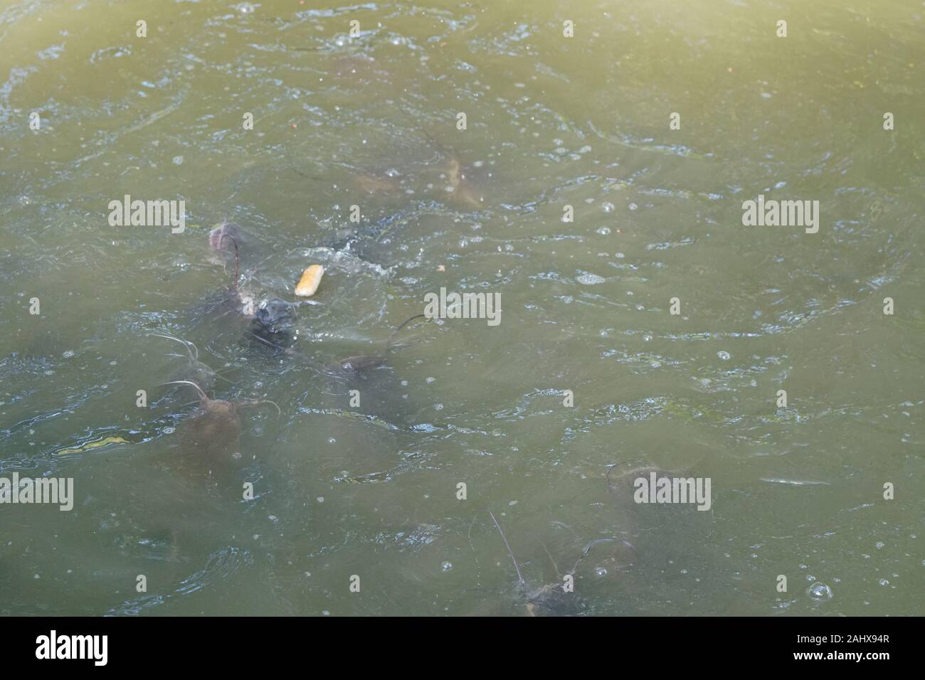 nature pond, fish swimming in a pool open mouth for oxygen air breathe ...