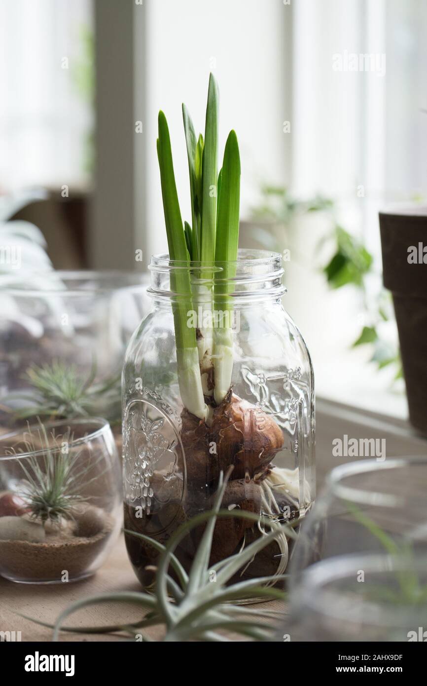 Narcissus papyraceus - paperwhites bulb growing in a mason jar Stock ...
