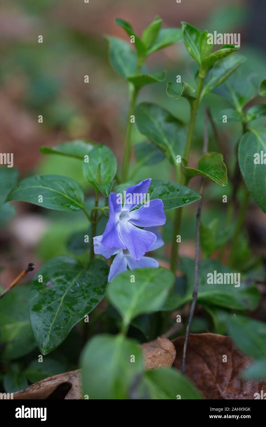 Periwinkle flower hi-res stock photography and images - Alamy