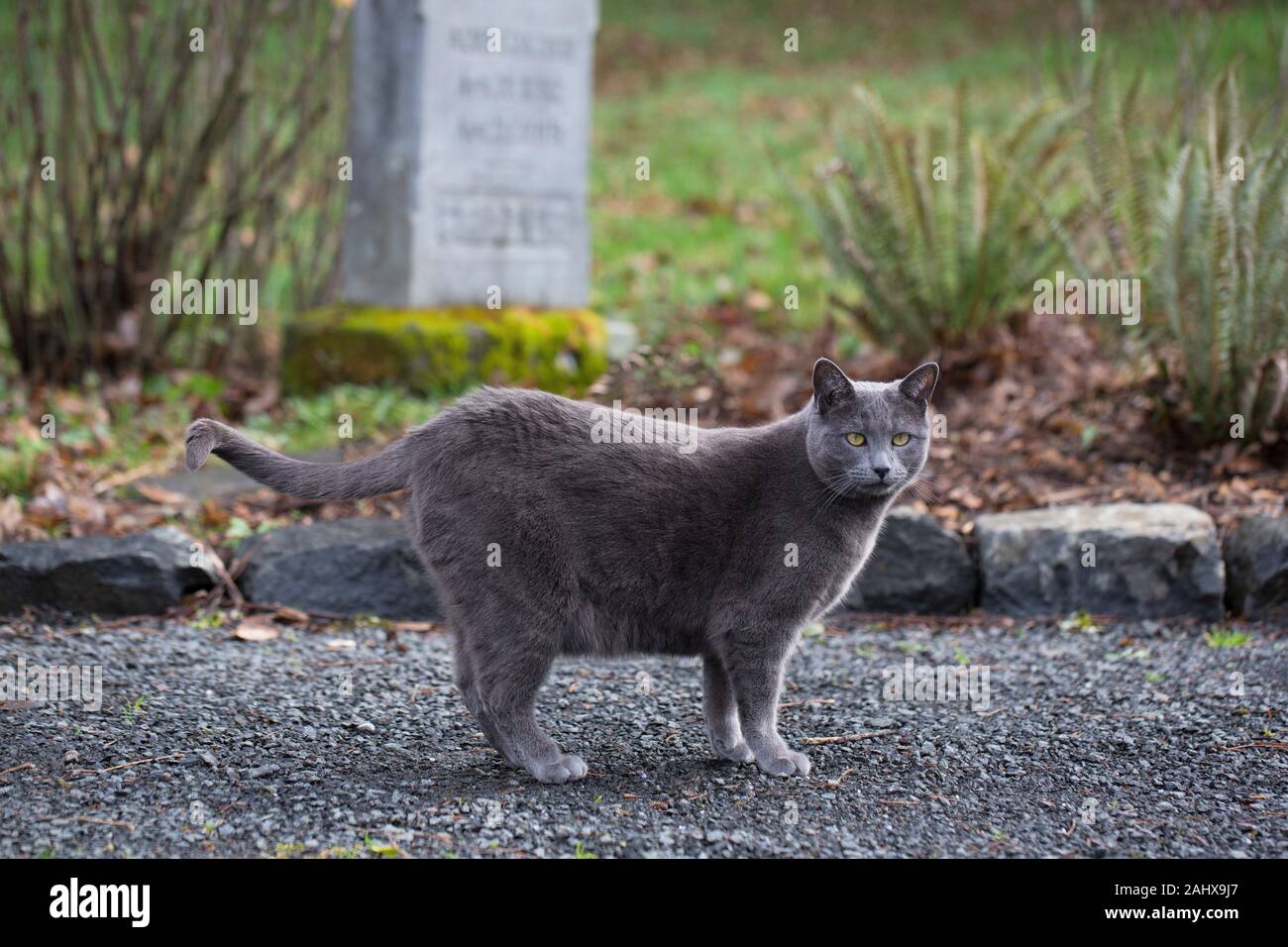 A grey cat in the historic Masonic Cemetery in Eugene, Oregon Stock ...