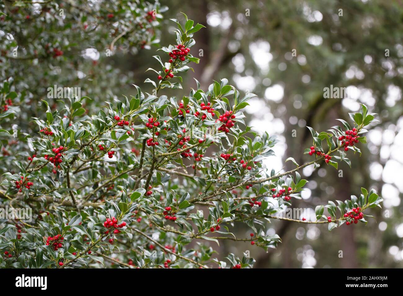 English holly tree hi-res stock photography and images - Alamy