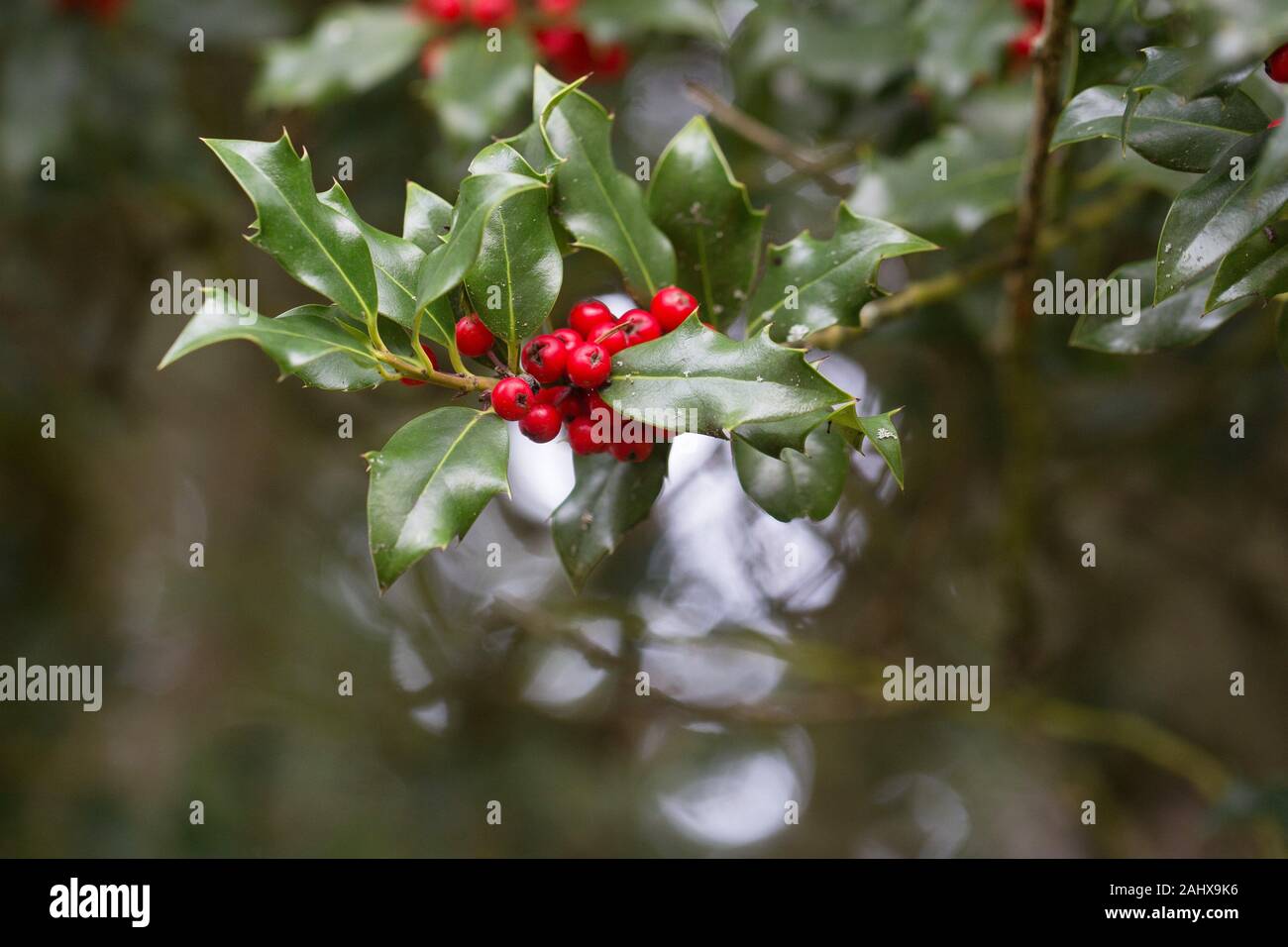 Ilex aquifolium - common holly - growing in January in Eugene, Oregon ...