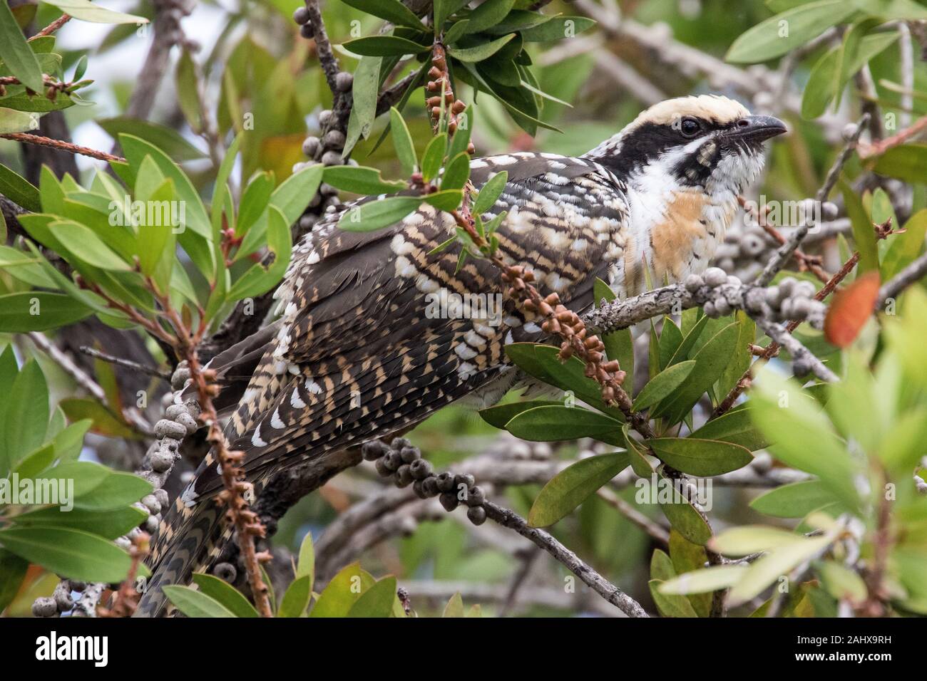 Common Koel High Resolution Stock Photography and Images - Alamy