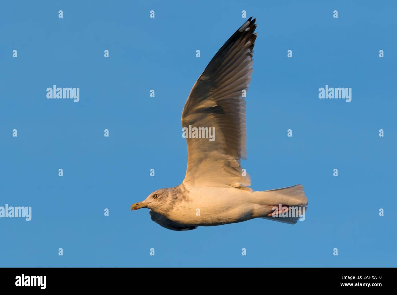 American herring gull or Smithsonian gull (Larus argentatus ...