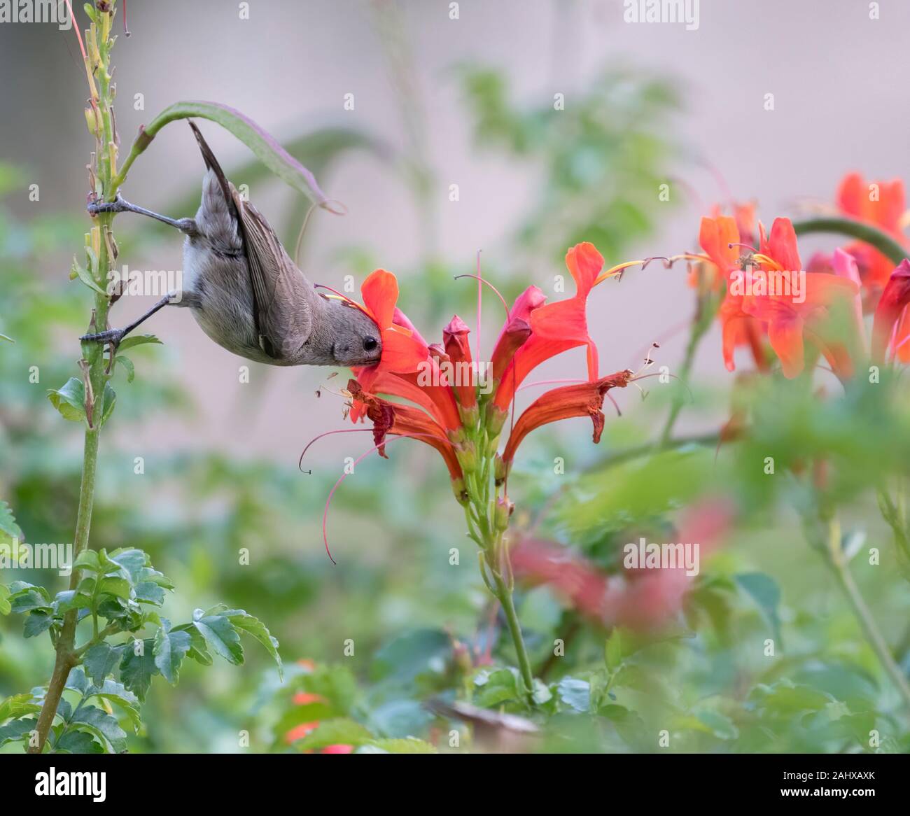 The Palestine sunbird (Cinnyris osea), female, feeding on flowers at ...