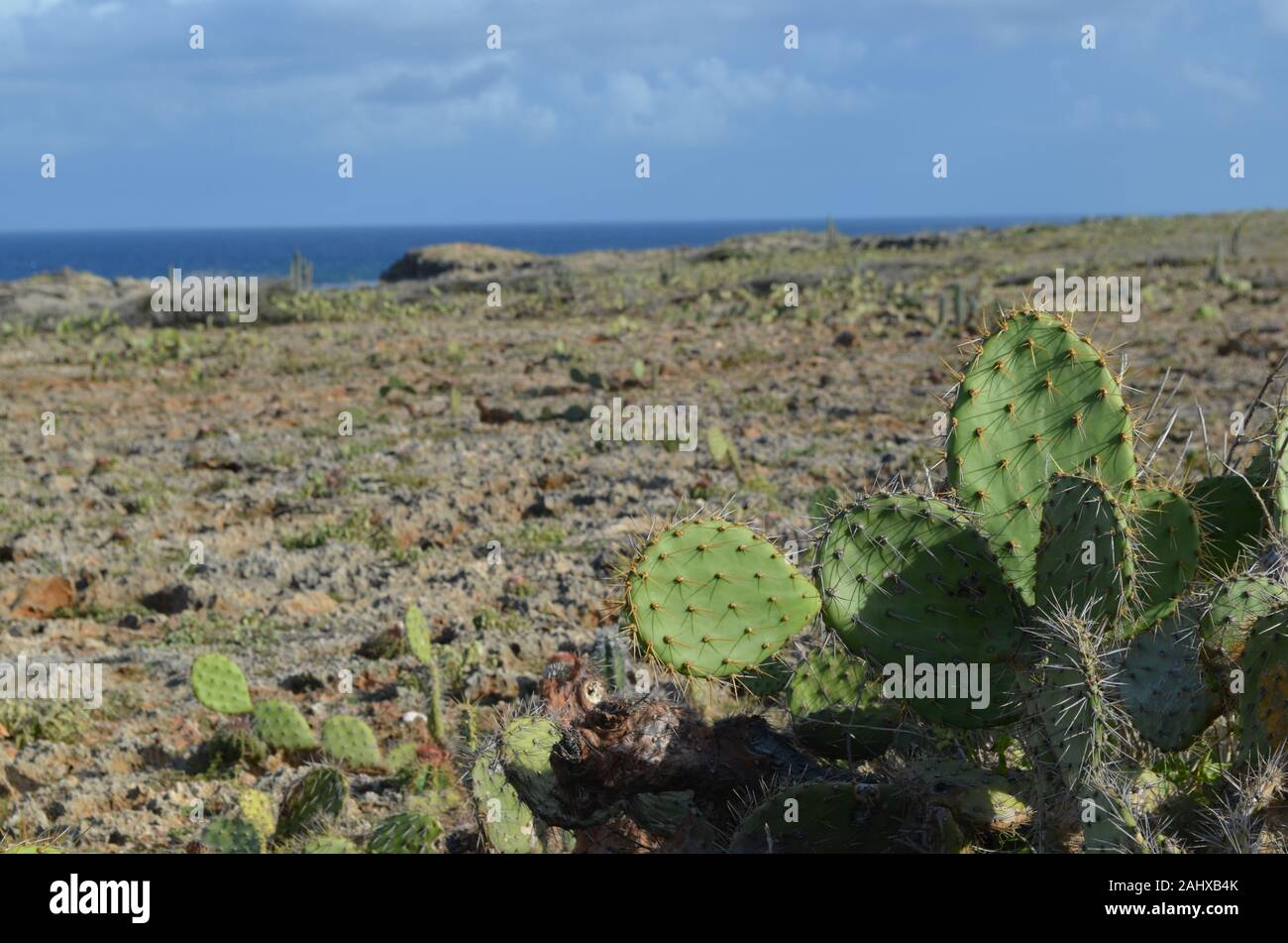 Aruba desert hi-res stock photography and images - Alamy
