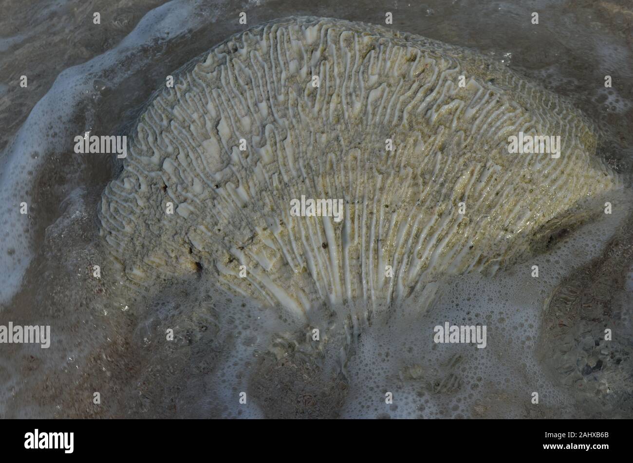 Brain coral in surf Stock Photo - Alamy
