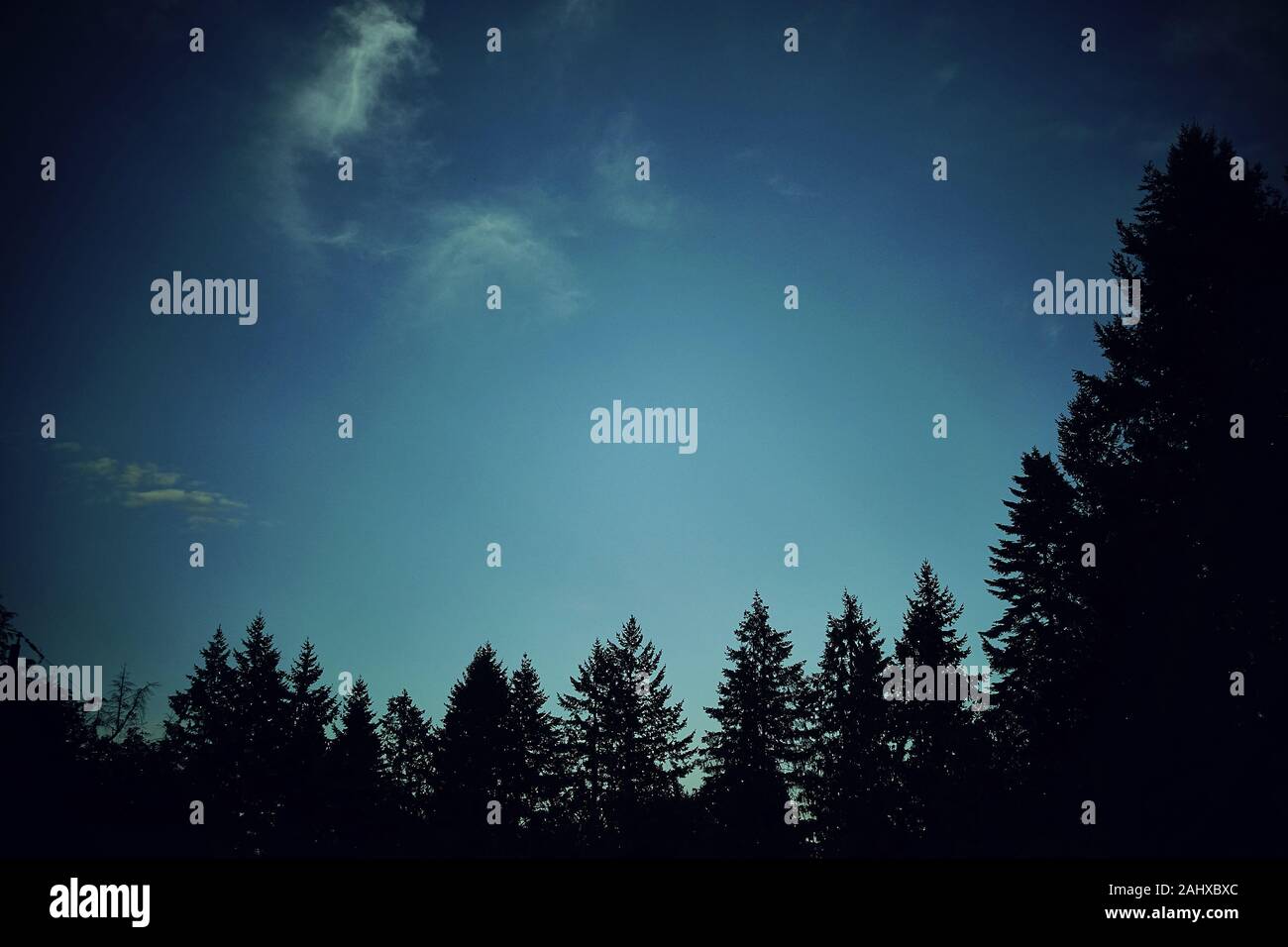 A forest tree line at dusk in the fall on a west coast island Stock ...