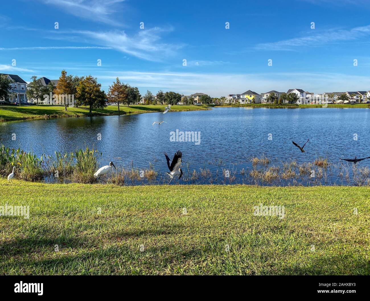 Neighborhood pond hi-res stock photography and images - Alamy