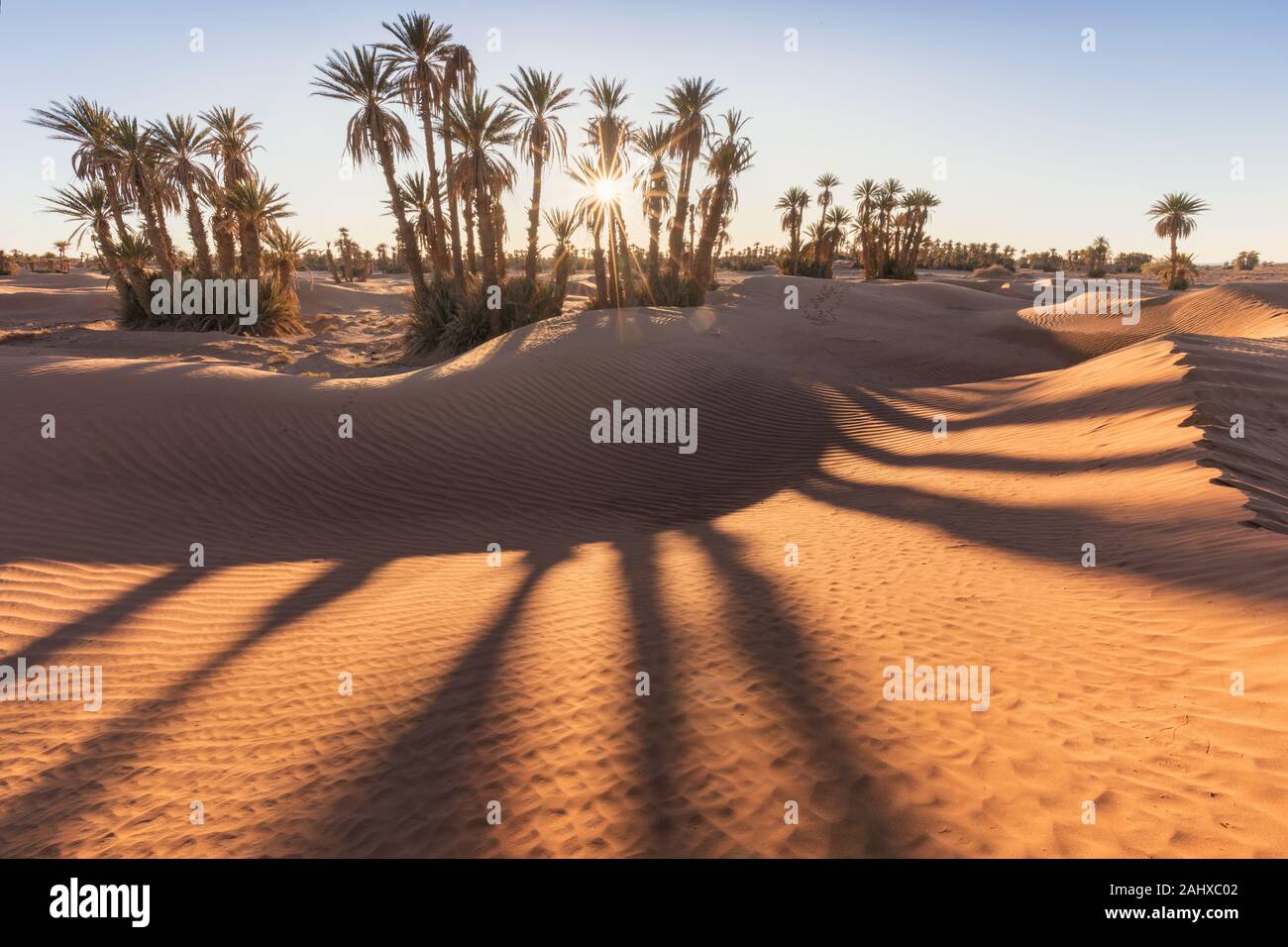 Trees on the Sahara desert, Merzouga, Morocco Colorful sunset in the ...