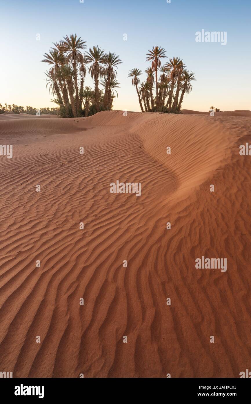 Trees on the Sahara desert, Merzouga, Morocco Colorful sunset in the ...