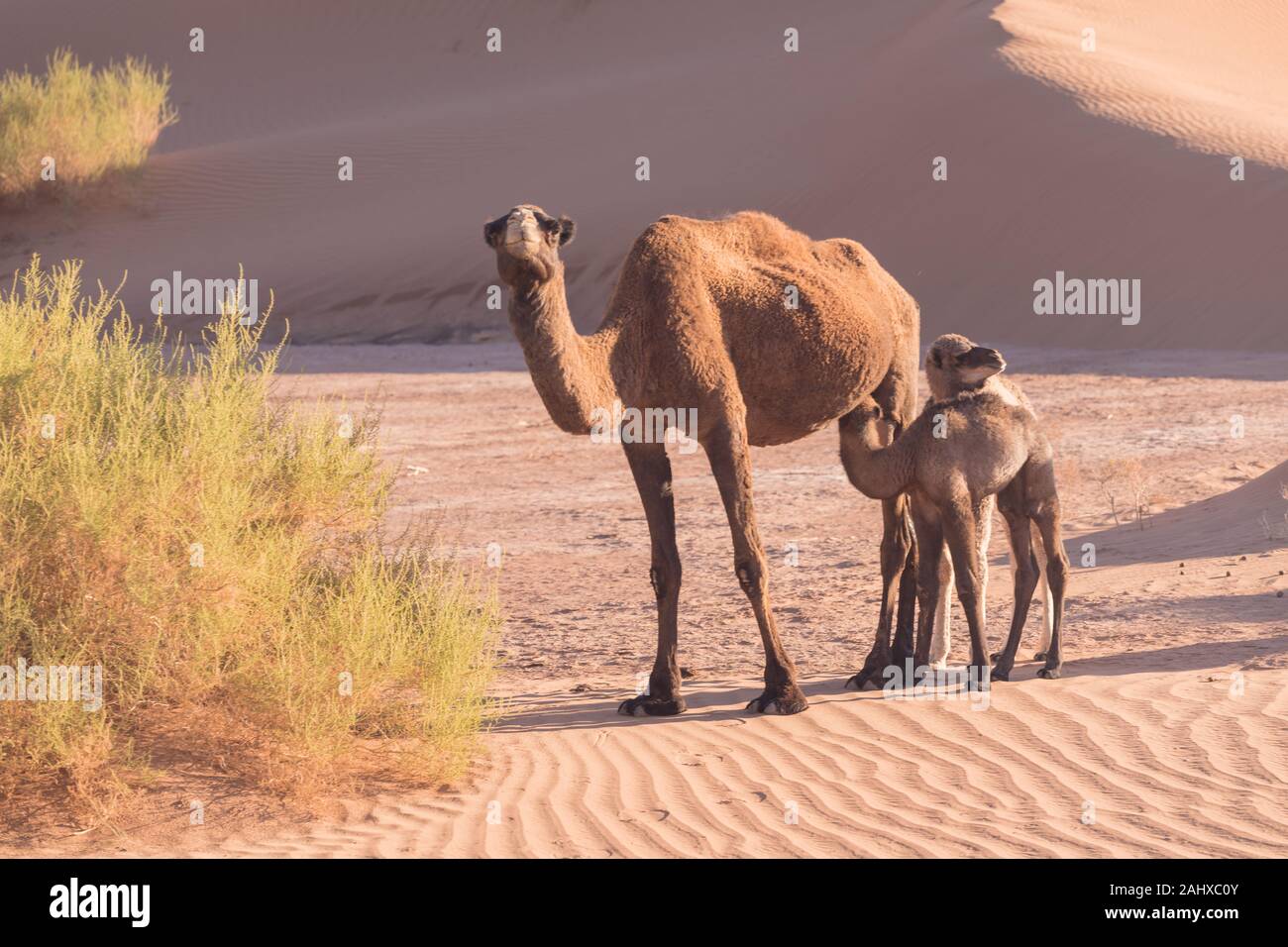 Mother and baby camel in Sahara desert, beautiful wildlife near oasis ...