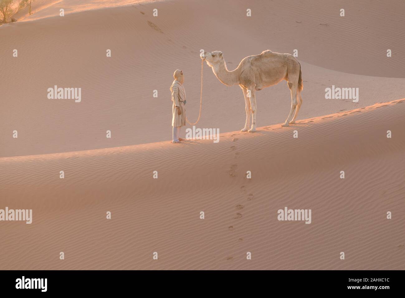 Saudi Arabia Desert Camel High Resolution Stock Photography and Images ...