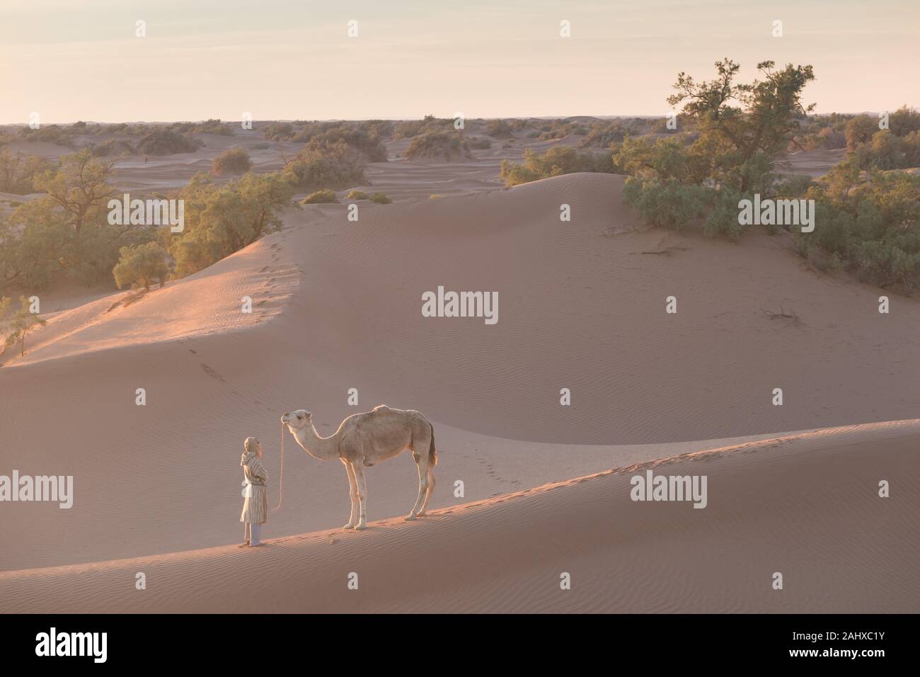 Saudi Arabia Desert Camel High Resolution Stock Photography and Images ...