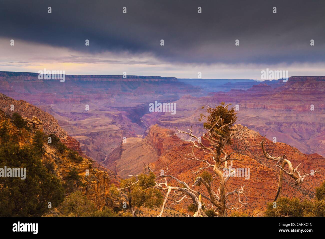 Grand canyon lone tree hi-res stock photography and images - Alamy