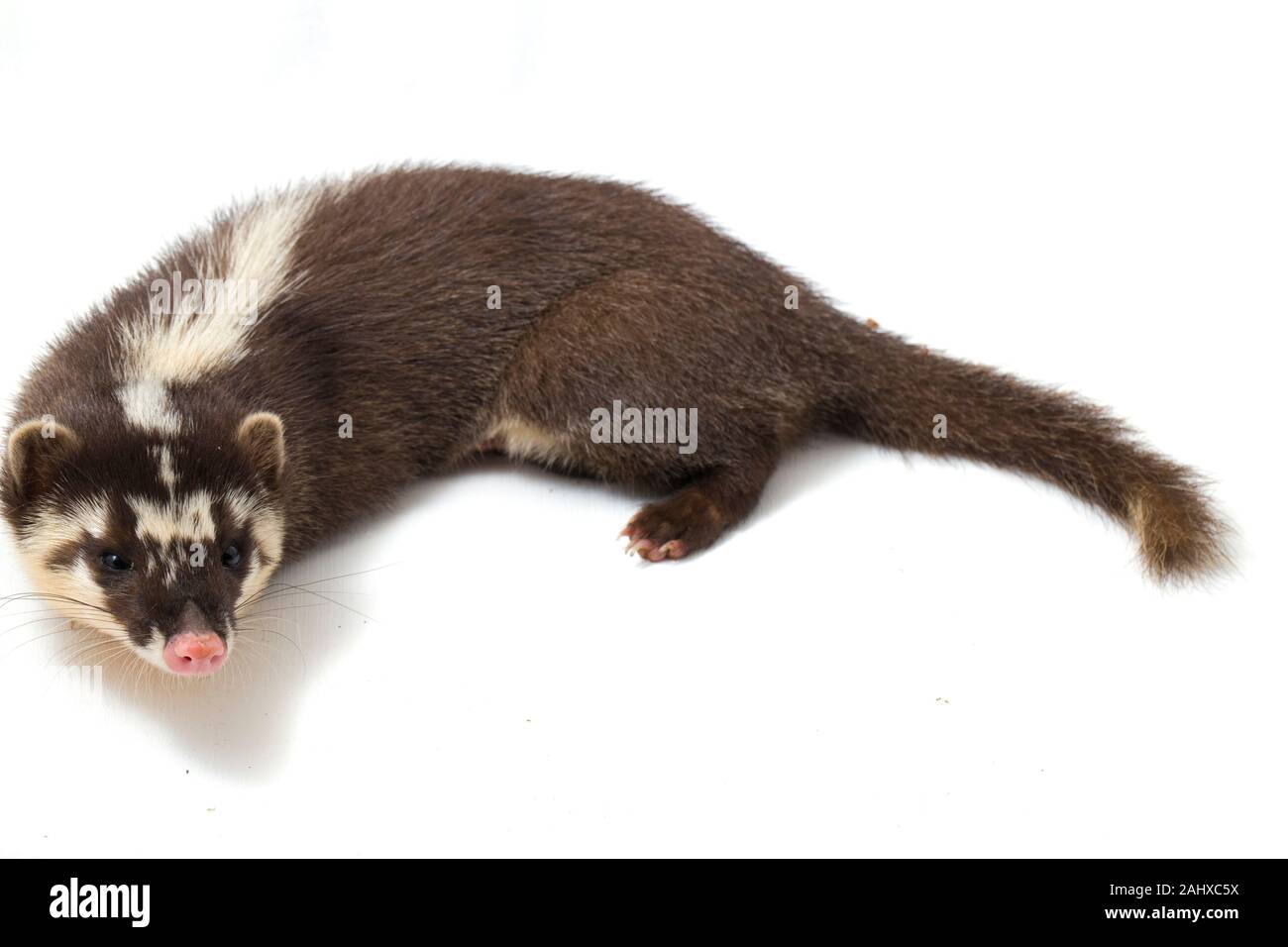 The Javan ferret-badger (Melogale orientalis) is a mustelid endemic to ...
