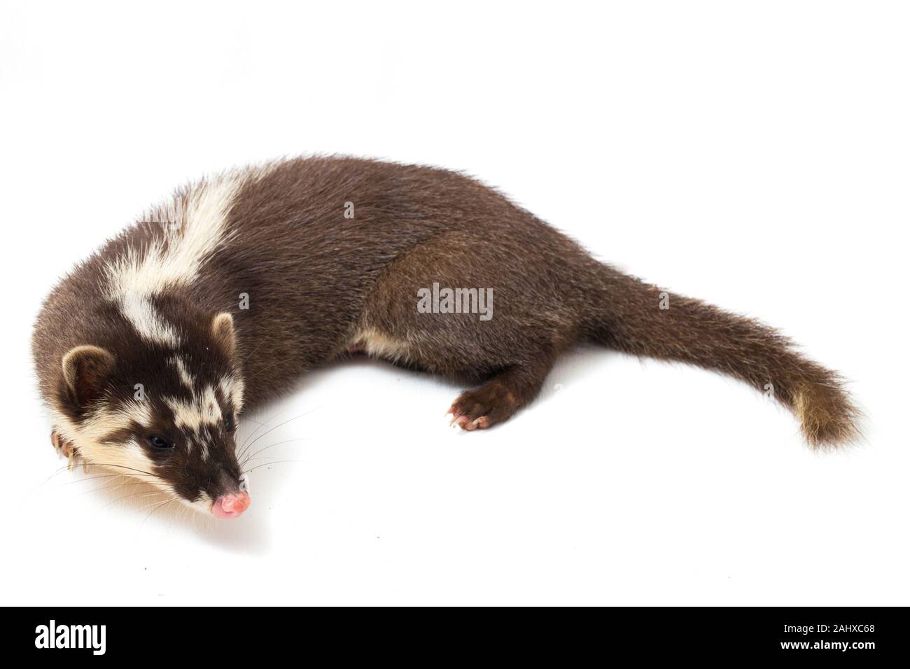 The Javan ferret-badger (Melogale orientalis) is a mustelid endemic to ...