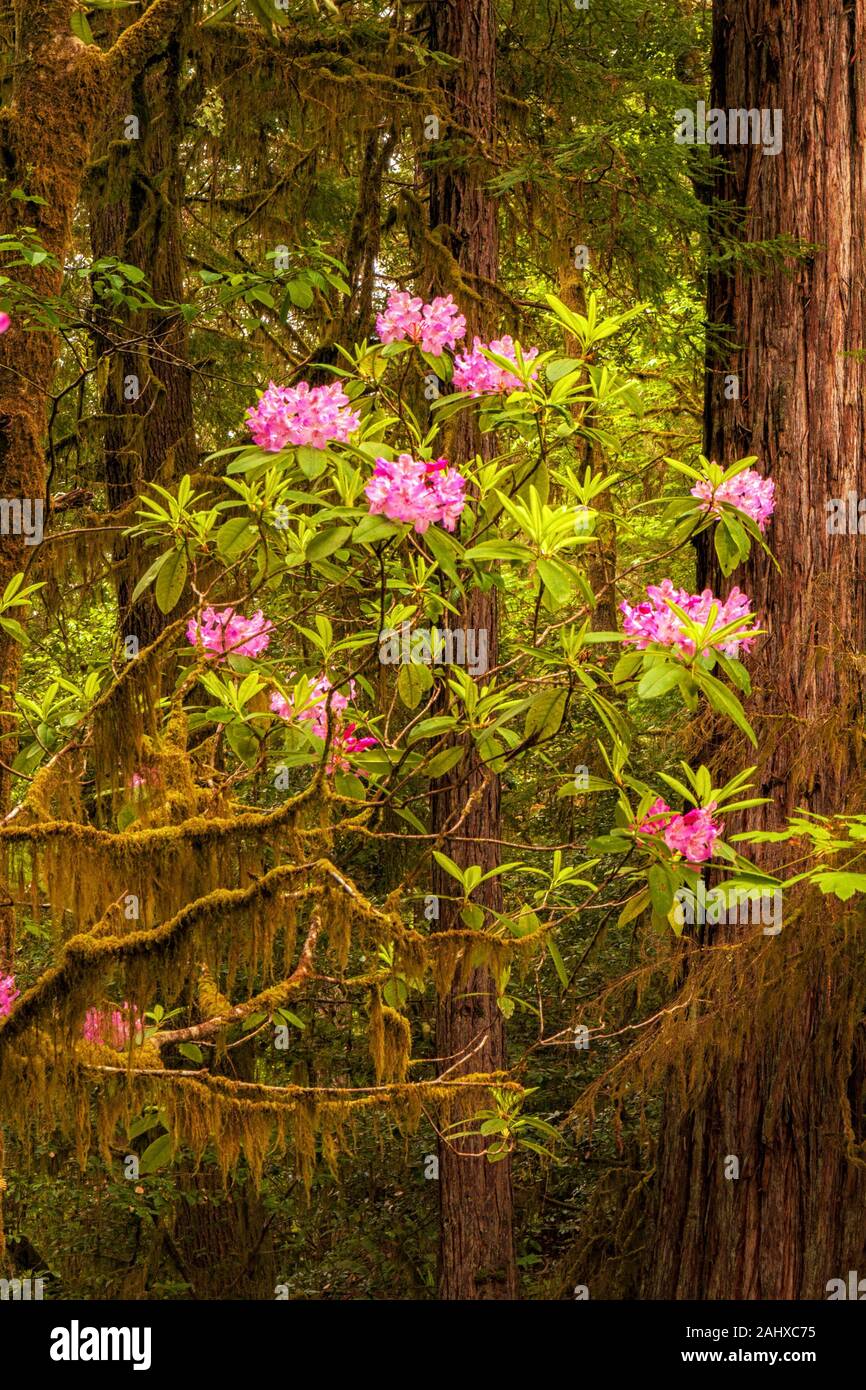 Rhododendrons wild in the forest hi-res stock photography and images ...