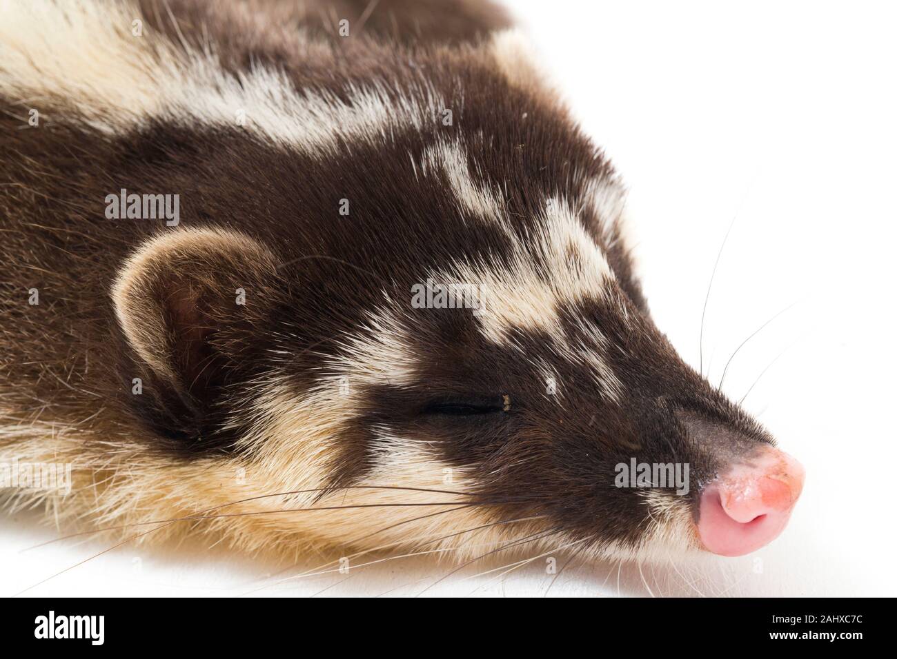 Melogale hi-res stock photography and images - Alamy