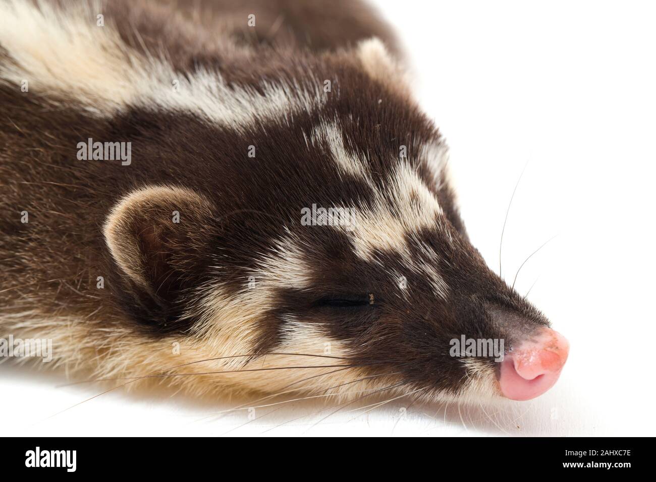 The Javan ferret-badger (Melogale orientalis) is a mustelid endemic to ...