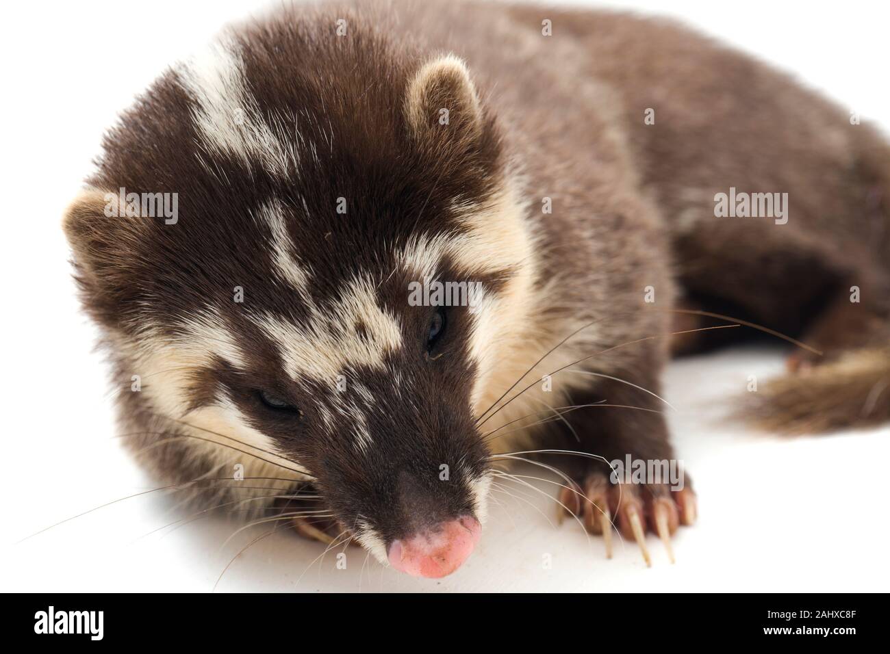 Melogale hi-res stock photography and images - Alamy